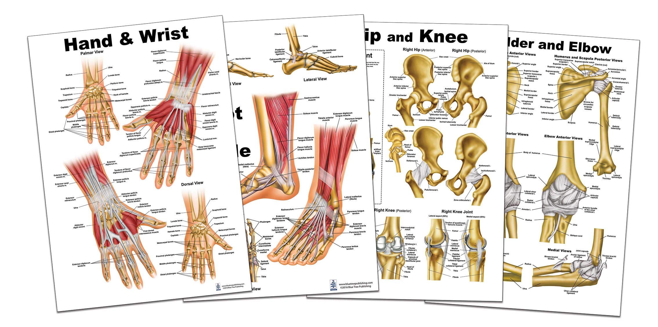 Foot and Ankle, Hand and Wrist, Shoulder and Elbow, Hip and Knee Anatomical Poster Set, size 12Wx17T
