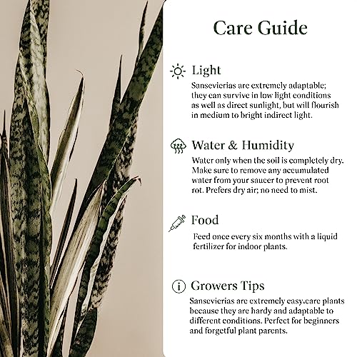 AMERICAN PLANT EXCHANGE Sansevieria Trifasciata Black Coral Live Plant, 3 Gallon, Indoor/Outdoor Air Purifier