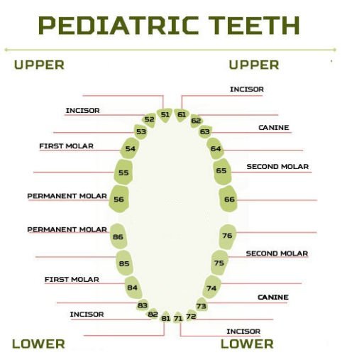 Dental Typodont Ivorine Upper and Lower Replacement Pediatric Teeth for Model 760