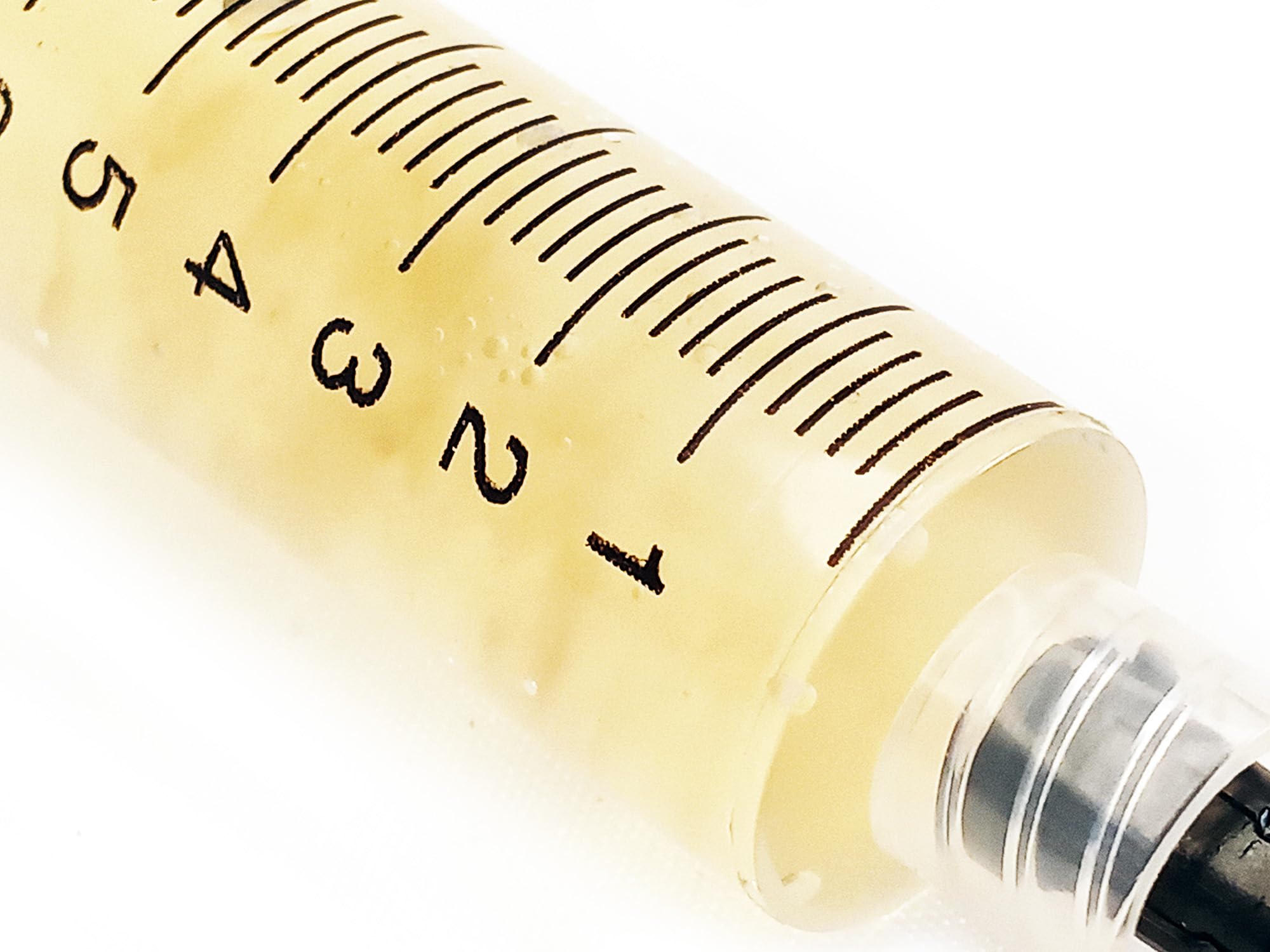 American True Morel Mushroom (Morchella Americana) Liquid Culture Syringe Sample for Mushroom Cultivation Growing on Grain or Agar