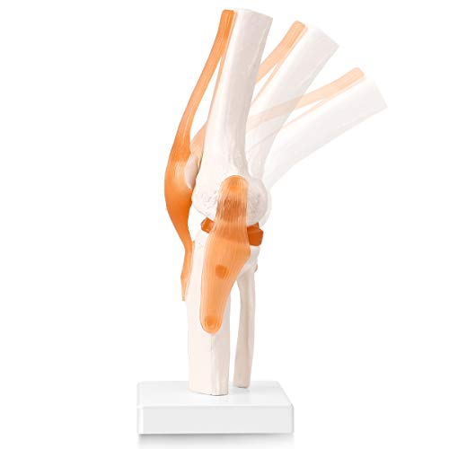 LYOU Human Knee Joint Model with Knee Ligament, Life Size Anatomical Knee Joint Flexible Skeleton Model, Perfect for Medical Learning and Teaching