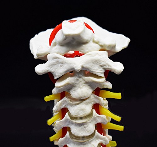 Cervical Vertebra Arteria Spine Spinal Nerves Anatomical Model Anatomy for Science Classroom Study Display Teaching Medical Model