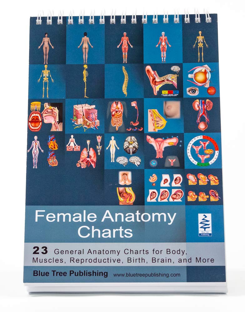 Female Anatomy (Flip Chart)