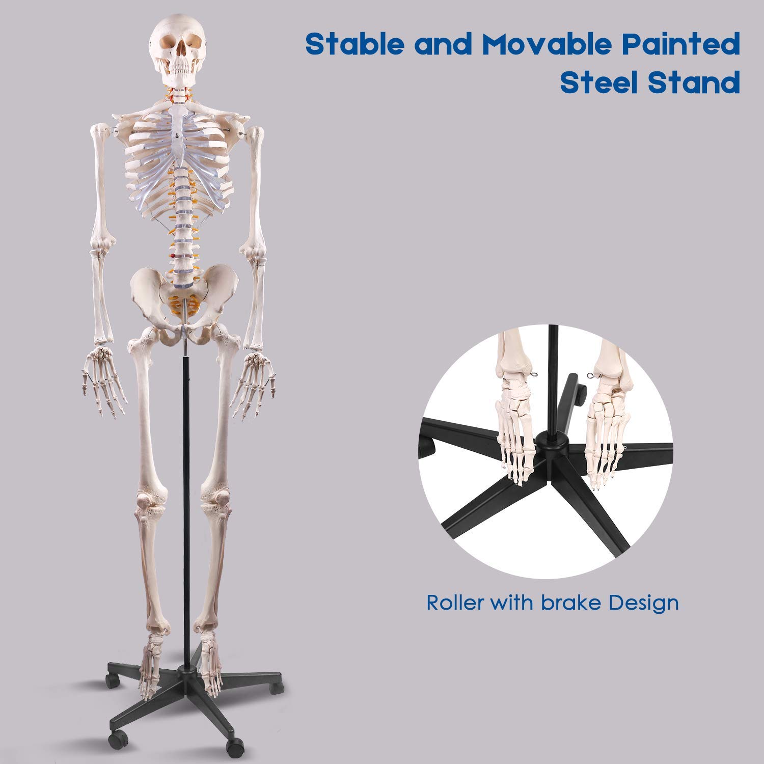 LYOU Human Skeleton Model, Medical Anatomical Skeleton Life Size 70.8 in with Rolling Stand for Anatomy Teaching and Studying, Colorful Poster Includes
