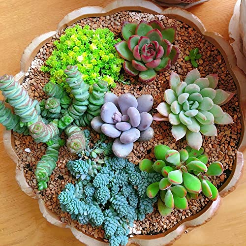 500pcs Mix Rare Succulent Seeds for Planting, DIY Bonsai Ornamental Plant Hardy Perennial