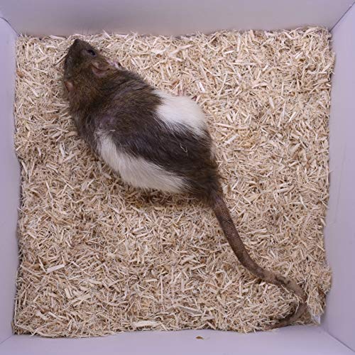 MiceDirect 15 Jumbo Rats: Fresh Fast Frozen Food for Corn Snakes Ball Pythons