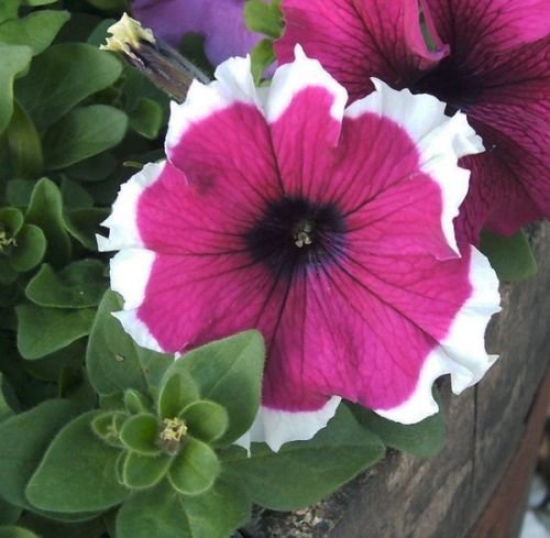 50 Semi - pellettato Petunia Hulahoop Velvet Semi di Primavera