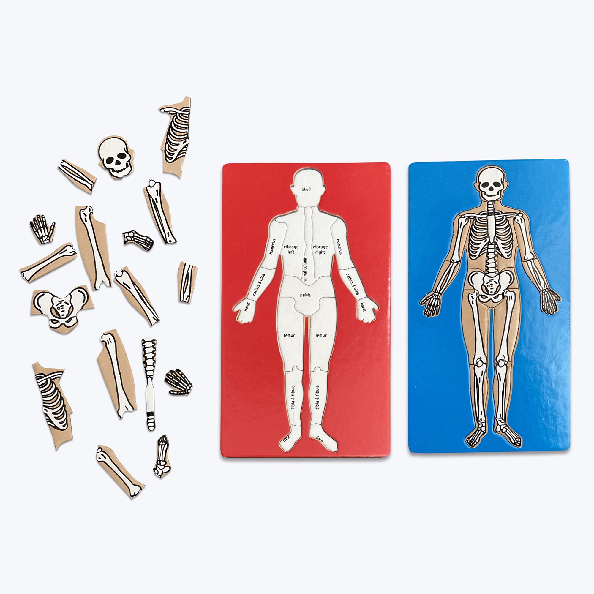 Bag O' Bones Human Body Anatomy Educational Board Game, Skeleton Puzzle Science Learning Game for Kids and Adults, Learn Bone Names and Functions, Ideal for Home, Holidays, School, 2-4 Players