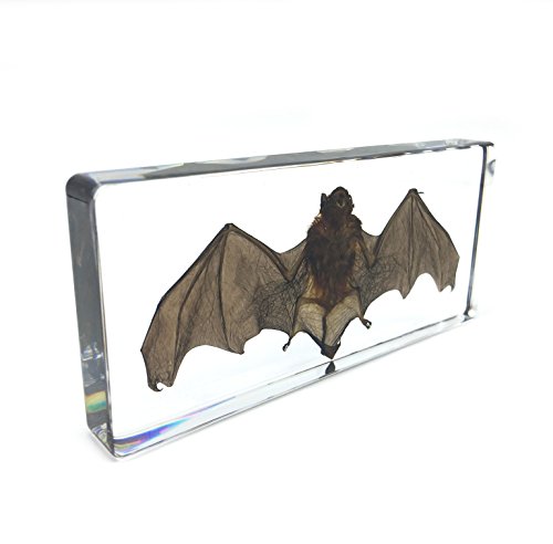 Bat Specimens Science Classroom Specimen for Science Education(5.5x2.5x0.7 Inch)