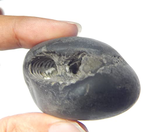 Adwaitya Maha Laxmi Sudarshan Maha Vishnu Shaligram Nepal Kali Gandaki