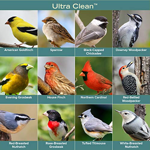 Blue Seal Premium Black Oil Sunflower Wild Bird Seed - High in Fat and Protein - 4 Pound Bag
