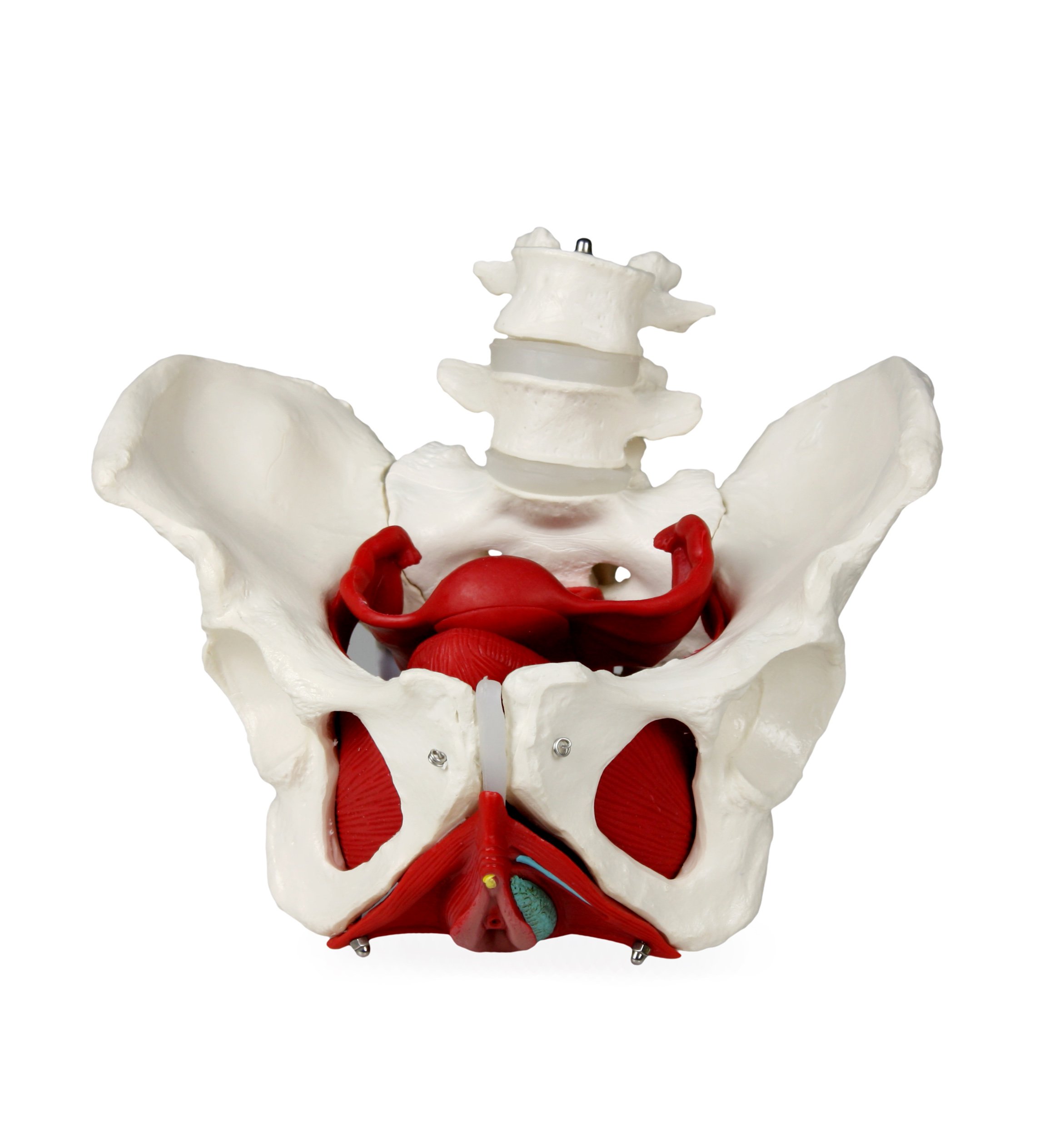 Jackson Global JS00024 Female Pelvis with Organs | Removable Organs Include Uterus, Colon and Bladder | Includes Detailed Instruction Manual