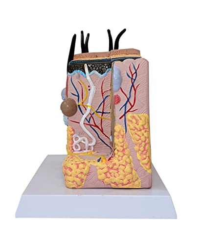 Anatomy Lab 70X Enlarged Human Skin Anatomical Model, Anatomy Model of Skin and Hair Follicles for Science Classroom Study Teaching Model