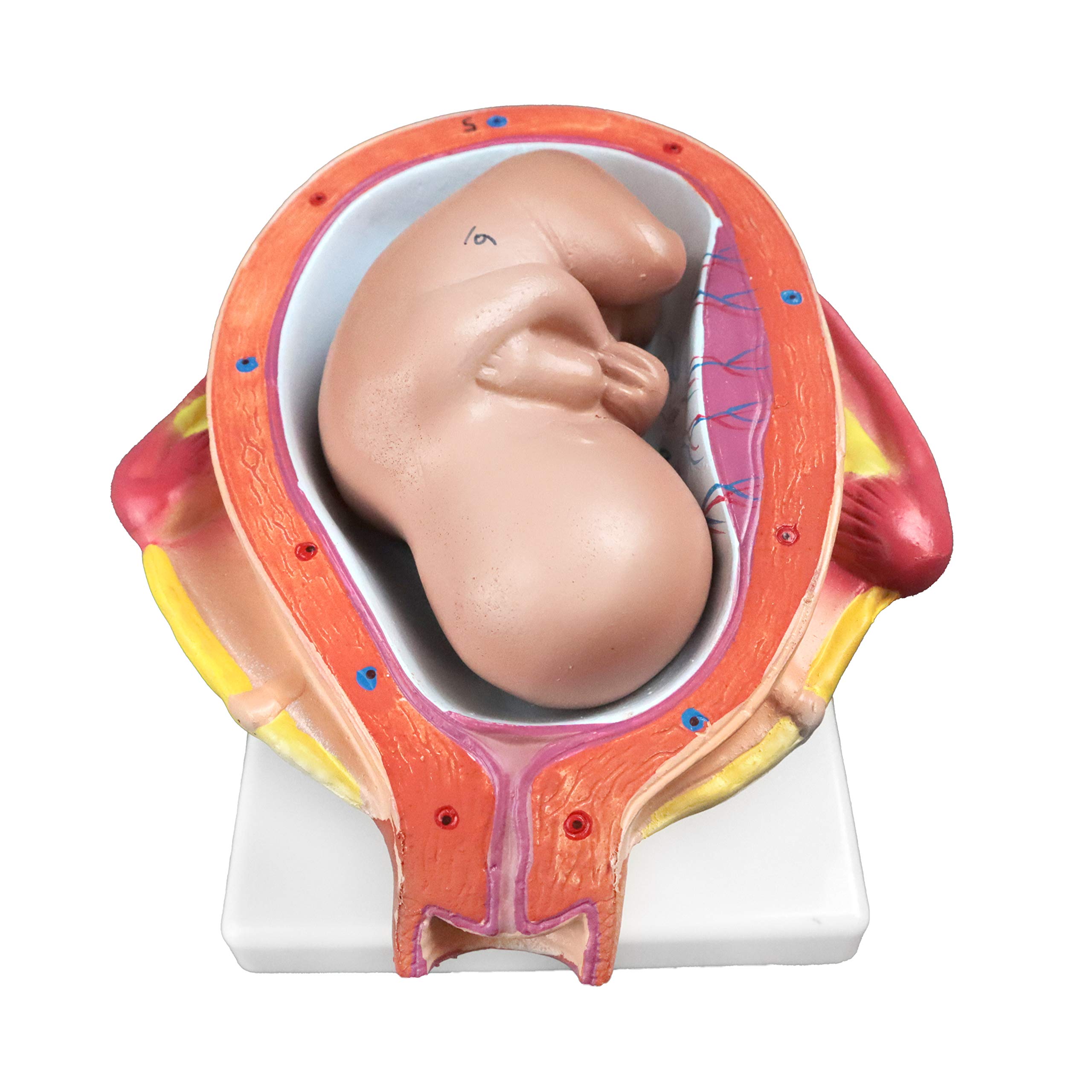 Jackson Global JS00073 Fetus Development Model | Set of 8 Models,14 Pieces in Total | Key Anatomical Features Labelled with Accompanying Key Card