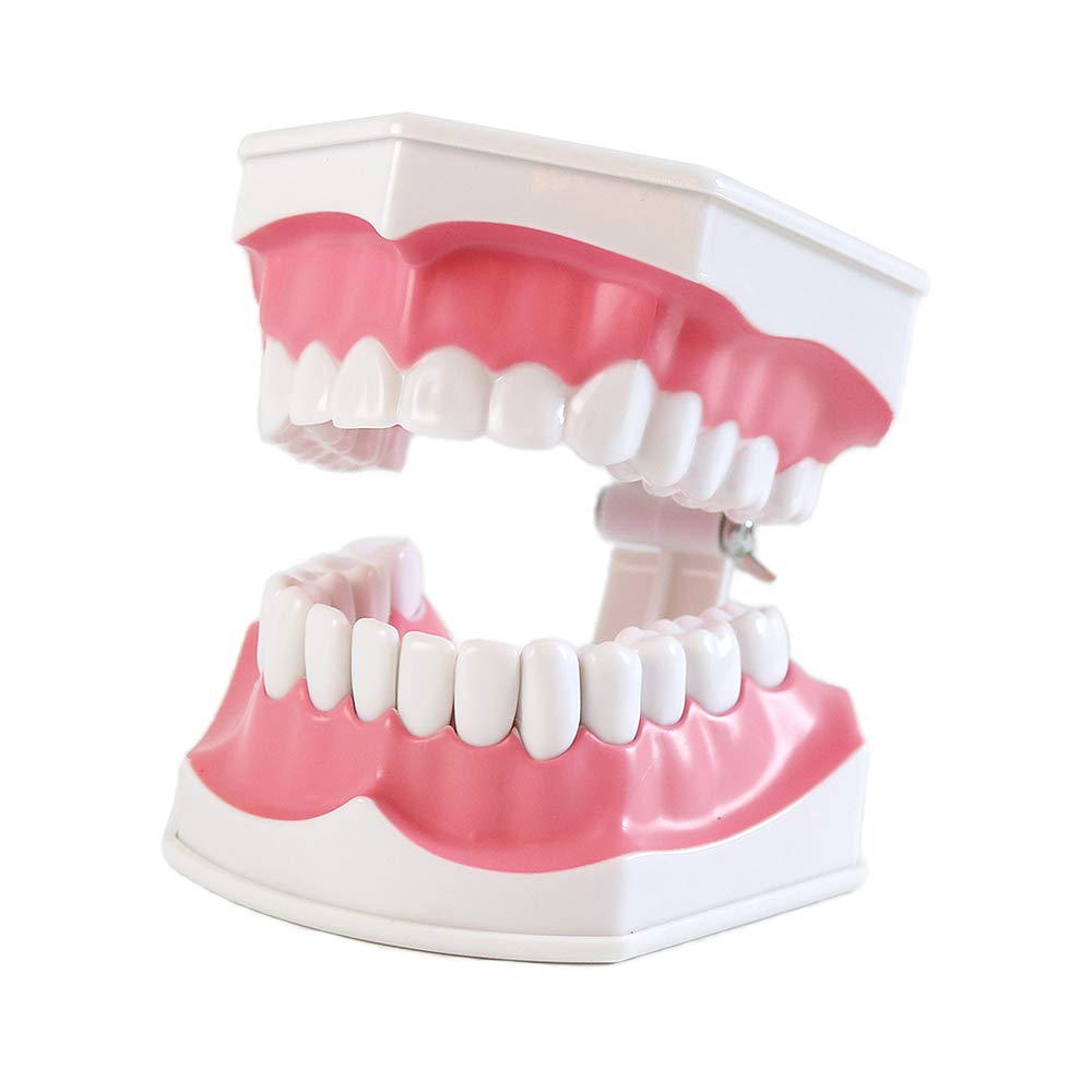 SEED&TREE Dental Teaching Study Brushing Model with Toothbrush/Removable Lower Teeth. Non Power. Plastic Model