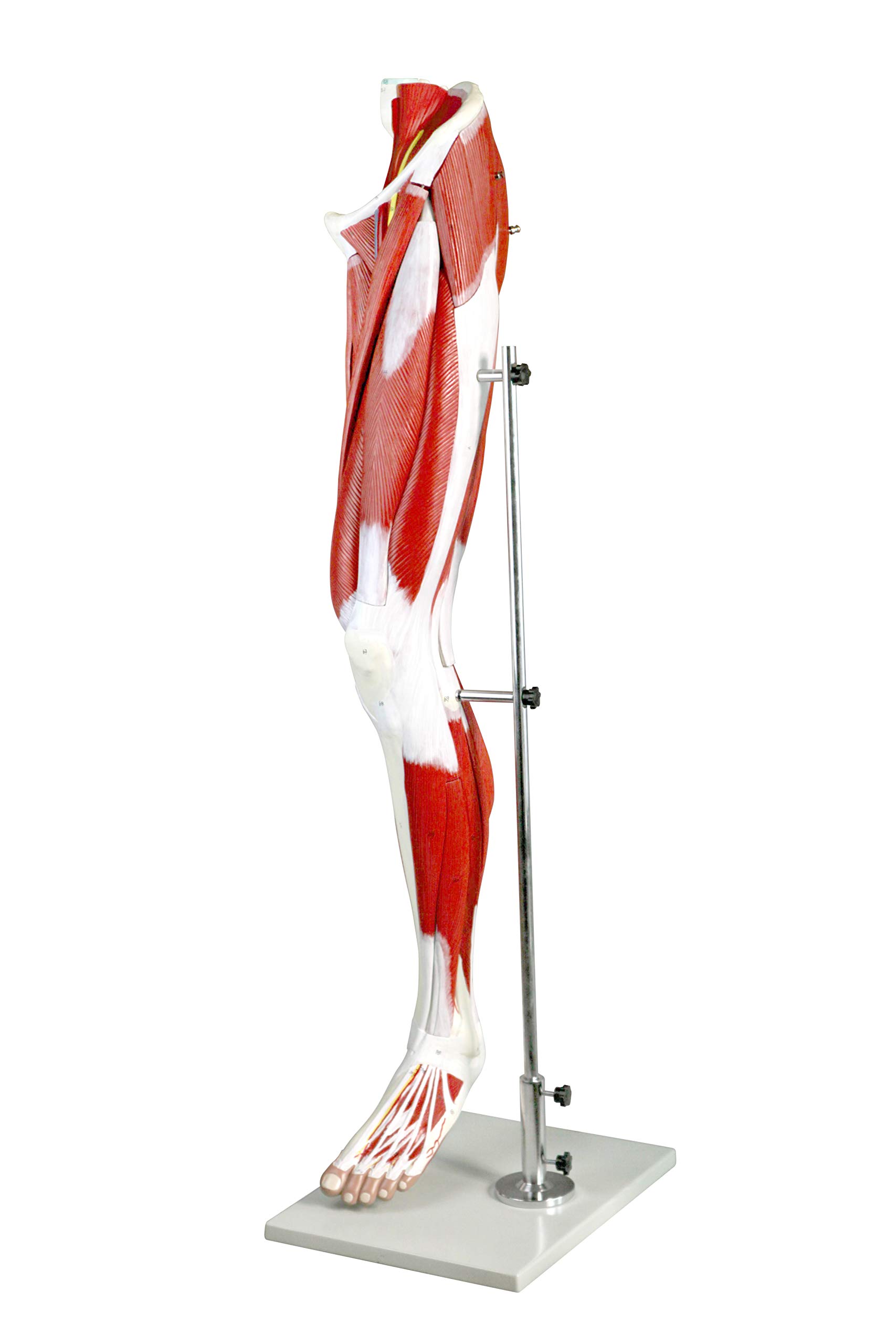 Jackson Global JS00098 Muscles of The Human Leg, 13 Parts | 64 Identifiable Structures