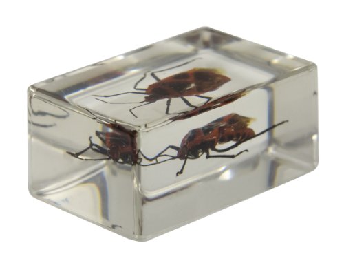 Celestron 44407 3D Bug Specimen Kit #1 (Black, Brown, Yellow)