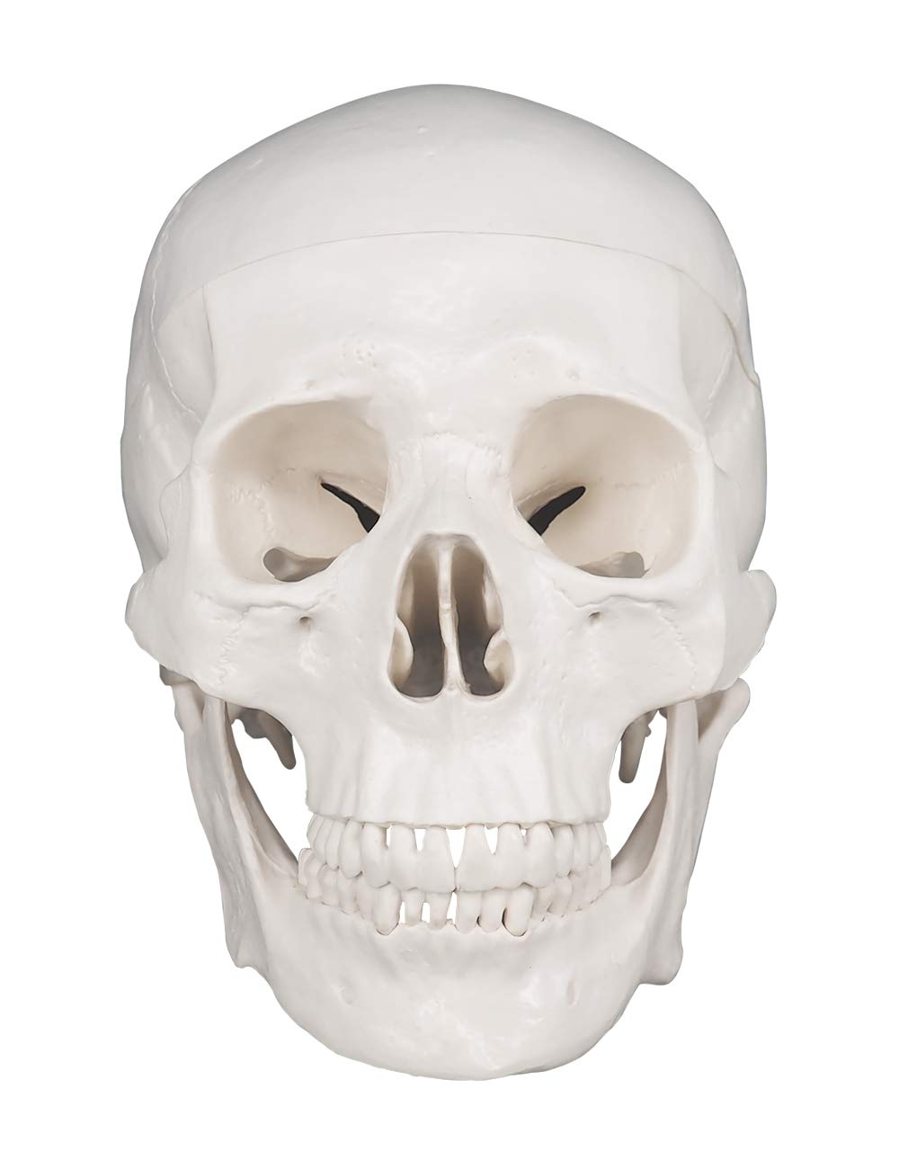 Human Skull Model, Life Size 3-Part Anatomical Model with Removable Skull Cap and Articulated Mandible for Medical Student Human Anatomy Study Course