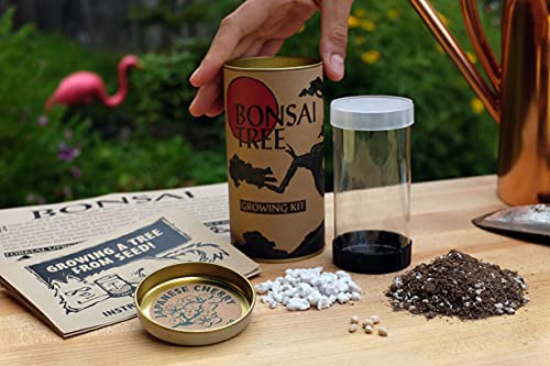Bonsai Tree | Japanese Flowering Cherry | Seed Grow Kit | The Jonsteen Company