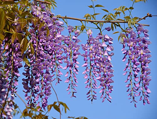 Bonsai Tree Seeds 5 Types, Wisteria Seeds, Black Pine Seeds, Sakura Seeds, Red Maple Seeds, Judas Tree Seeds, Highly Prized for Bonsai (100pcs)