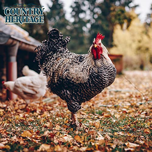 CountryMax Hen Egg Layer Pellet 16% Chicken Feed 50 Pounds