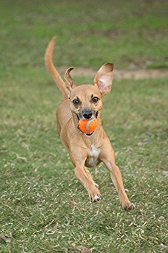 Chuckit Dog Tennis Ball Dog Toy, Small (2 Inch Diameter) for dogs 0-20 lbs, Shrink Wrap Pack of 2