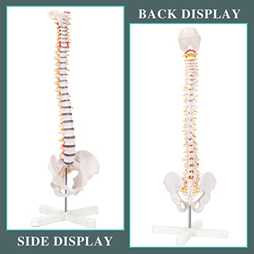 RONTEN Spine Model, 31" Life Size Spinal Cord Model with Vertebrae, Nerves, Arteries, Lumbar Column and Male Pelvis - Mount on a Stand