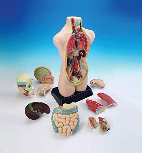 hand2mind 19 Inch Tabletop Human Torso Model, Anatomically Accurate Kit, 10 Removable Human Organs, Anatomy Model for Kids, Human Anatomy Torso Model, Science School Supplies, Trachea Model
