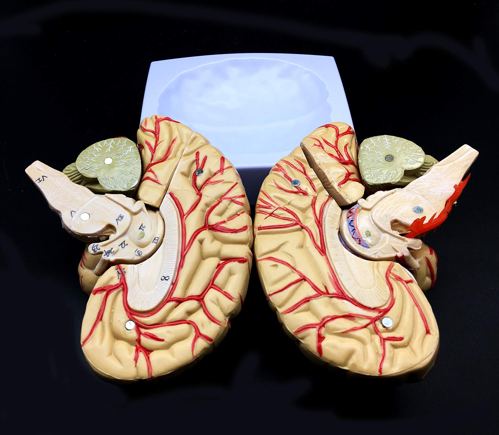 Human Brain Model, Anatomically Accurate Brain Model 8-Part Human Brain Anatomy for Science Classroom Study Display Teaching Medical Model