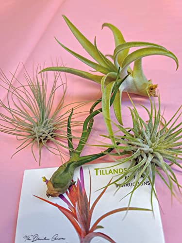 4 Live Air Plants, Hand Selected Assorted Variety of Species, Tropical Houseplants for Home Décor and DIY Terrariums (4-Pack)