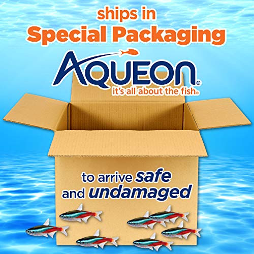 Aqueon LED MiniBow Aquarium Kit with SmartClean Technology, White, 2.5 Gallon