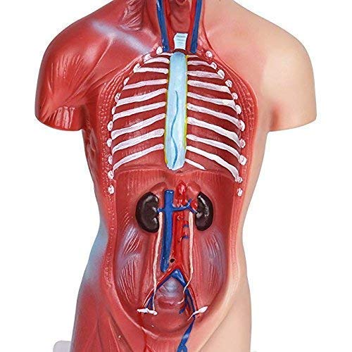 Human Torso Body Model Anatomy Anatomical Medical Internal Organs for Teaching Detachable Educational Medical Science Model New