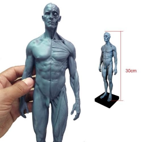 Doc.Royal 30cm Height Human Anatomical Anatomy Skull Head Body Model Muscle Bone