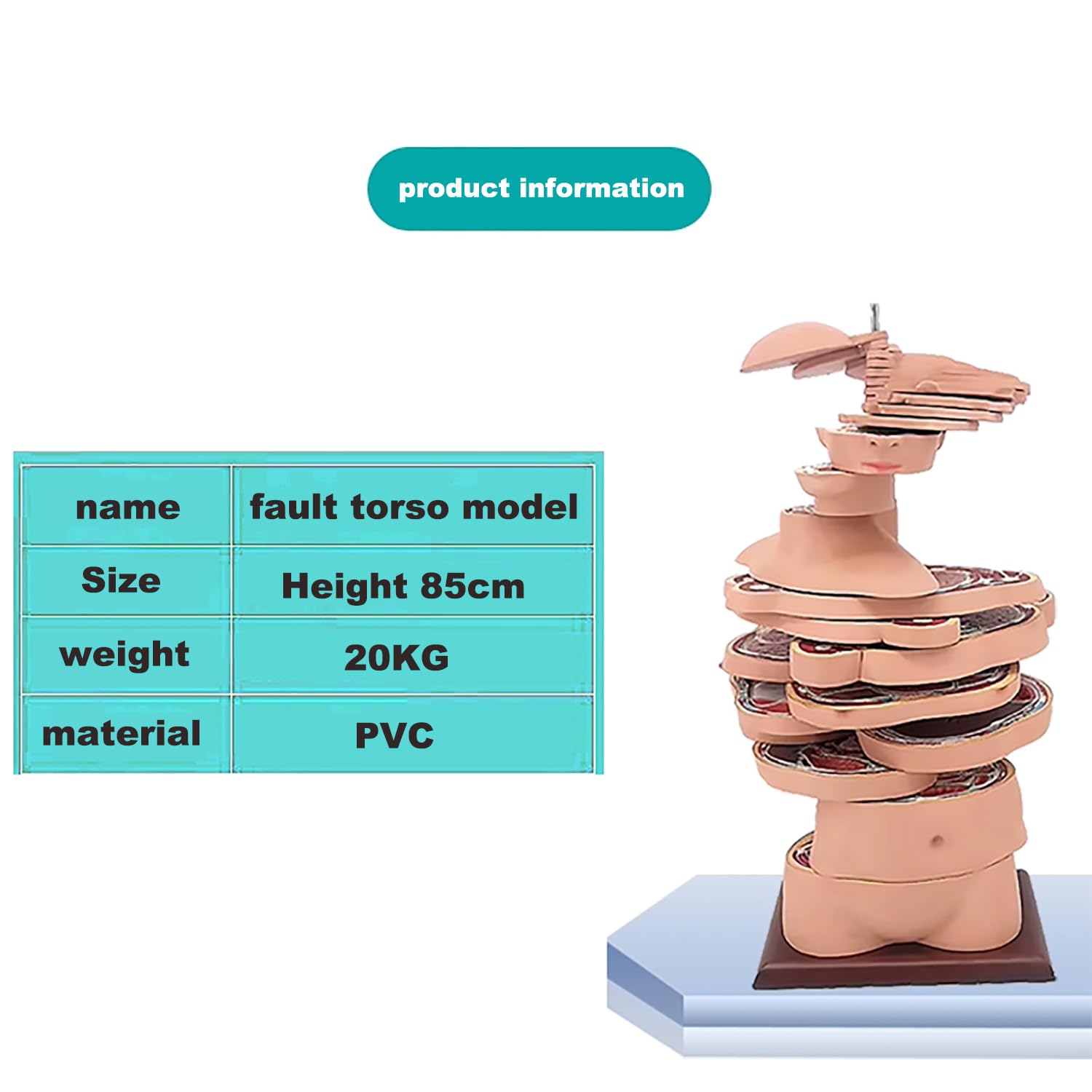 JOSBY Human Torso Cross-Section Model, CT, MRI Imaging Radiology Medical Model, 24pcs Human Body Cross-Section Image Anatomy, Each Layer is Removable, Used for Medical Teaching Display