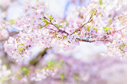 Bonsai Tree Seeds 5 Types, Wisteria Seeds, Black Pine Seeds, Sakura Seeds, Red Maple Seeds, Judas Tree Seeds, Highly Prized for Bonsai (100pcs)