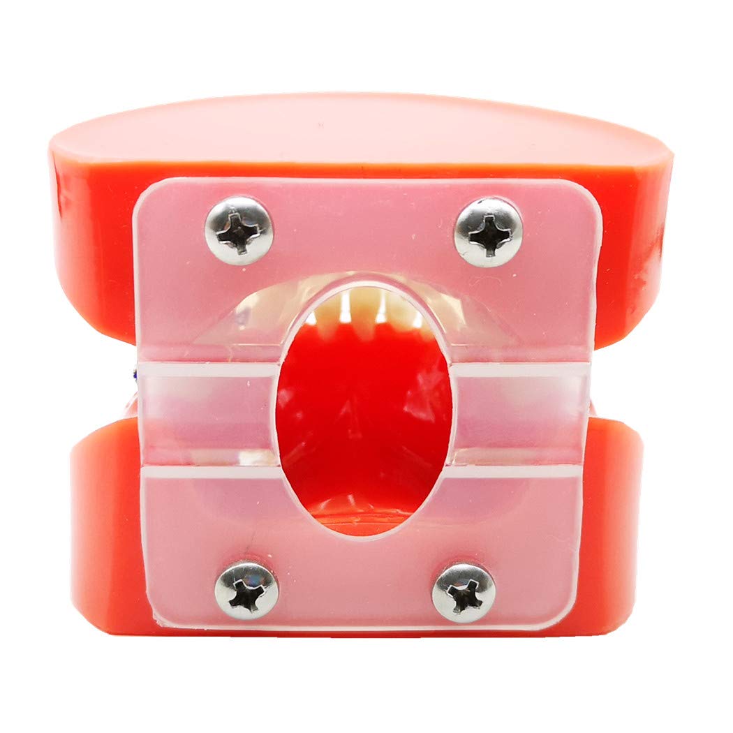 Dental Typodont With Metal Brackets Orthodontic Teeth Model With Ligature Ties Red