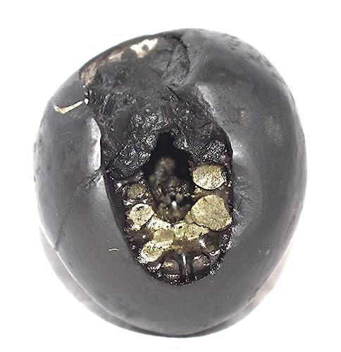 Adwaitya Golden ChinnaMasta Dasha MahaVidya Shaligram, Fossil, Fossil