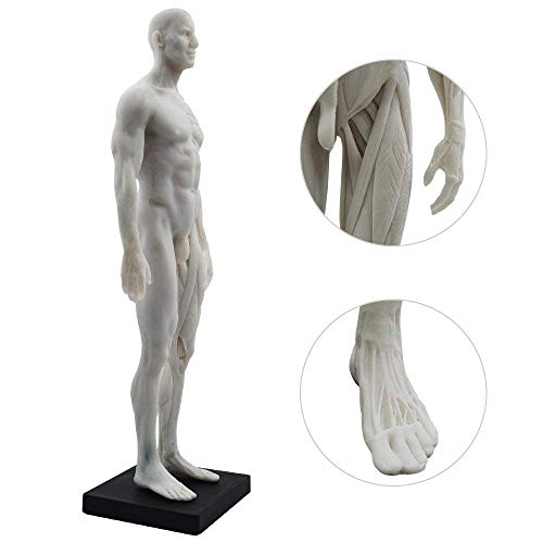 Male Anatomy Figure Ecorche and Skin Model Lab Supplies,Figure Anatomical Reference for Artists (White)