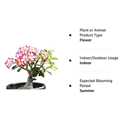 COLIBYOU Desert Rose, Adenium Obesum one Year Plant , Baby Size Bonsai Caudex (1 Rose)