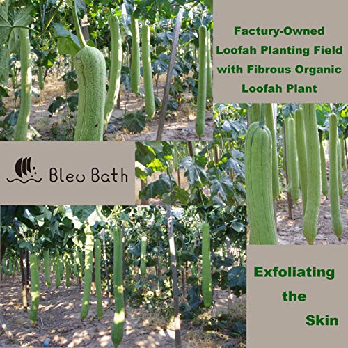 Bleu Bath (3 Pack) Dual-Sided Exfoliating Skin Towel Cotton Terry Body Cloth Scrubber Premium Sturdy Loofah Towel Soft and Buffing Wash Cloth White for Either Oil or Dry Skin