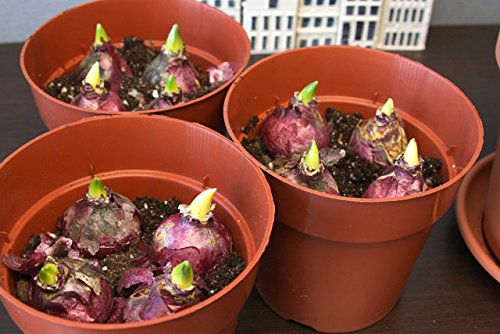 Carnegie White Hyacinth Bulbs - 8 Bulbs