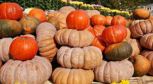 MIXED SEEDS! 50+ Pumpkin and Winter Squash MIX Seeds NON-GMO 25 Varieties Delicious Grown in USA. Rare, Super Profilic and Delicious HARLEY SEEDS