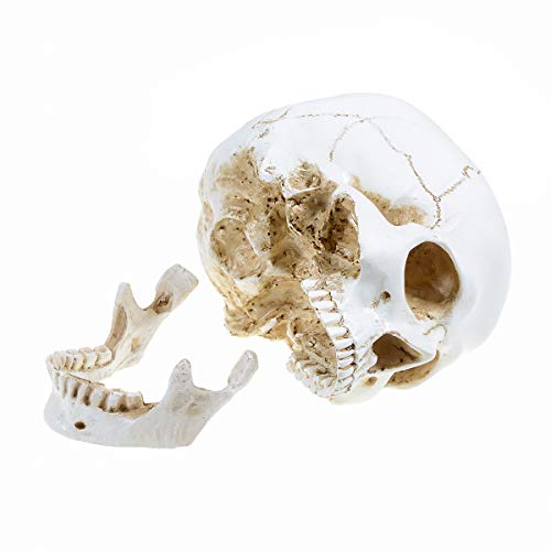 Ocean Aquarius Large Size Skull Model Human Medical Anatomical Adult Head Bone for Education