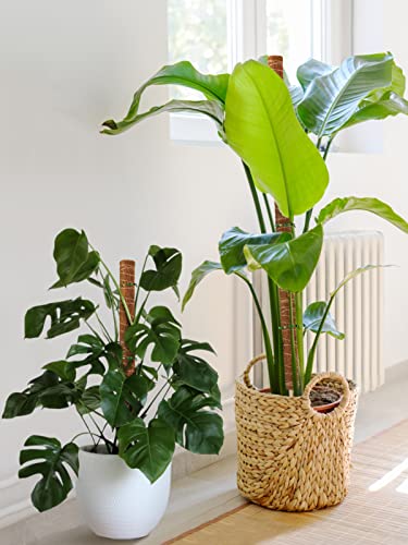 68'' Total Moss Monstera Pole Plants Support for Indoor Climbing Plants- Stable Stackable Coco Coir Stakes for Potted Plants, Easy to Use (6 Pack)