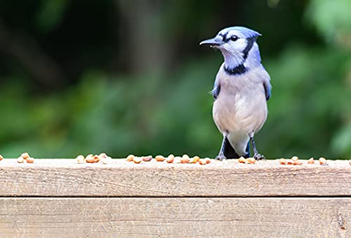 lightbrown Roasted & Cleaned 15LB Premium Peanuts for Birds and Wildlife. No Mess Wholesome Nuts. The Best Bird Seed for Wild Birds! (15)