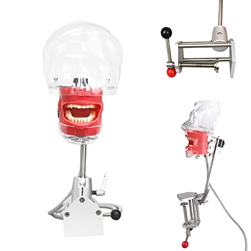 Teaching Head Model Plastic Educational Teeth Model Manikin Phantom Head Models Fix on Table