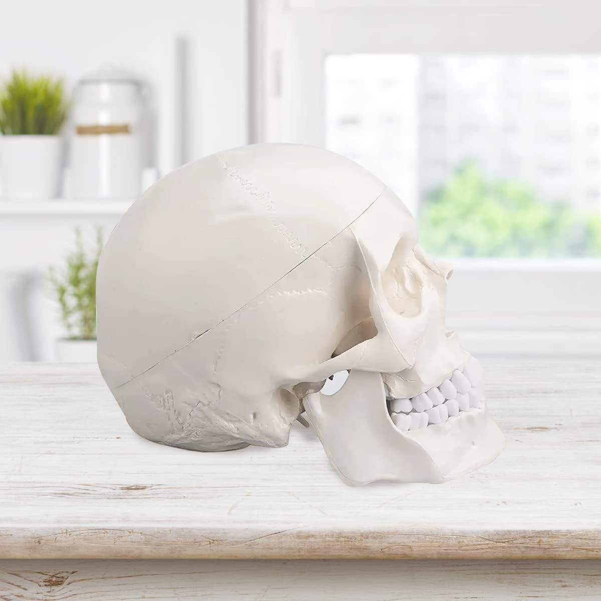 SKUMOD Life Size Human Skull Model, Replica Realistic Human Skull with Removable Skull Cap and Articulated Mandible, Full Set of Teeth, 7.2x4.2x4.95in