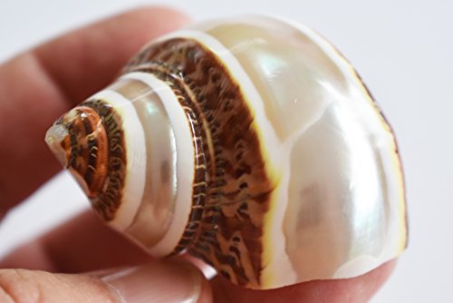 FSG - Select 10 Hermit Crab Shells Deluxe Turbo Changing Seashells Medium 1"-2" Size (Opening Size 1/2" - 1") Beautiful