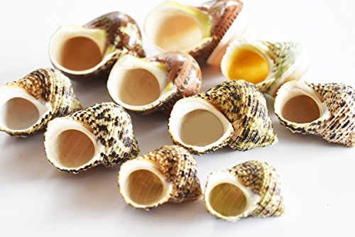 FSG - Select 10 Hermit Crab Shells Deluxe Turbo Changing Seashells Medium 1"-2" Size (Opening Size 1/2" - 1") Beautiful
