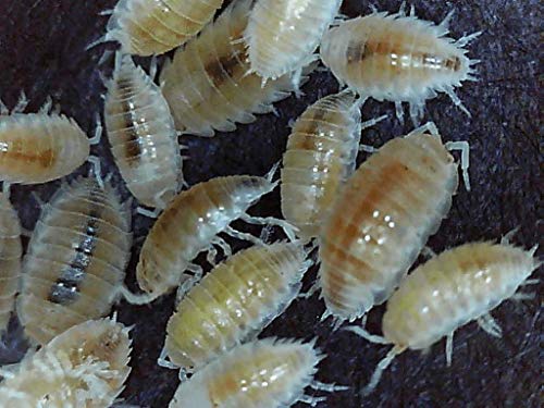 Critters Direct Dwarf White Isopods (Qty-100)